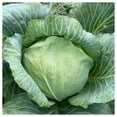 Everwilde Farms - 1 oz Late Flat Dutch Cabbage Seeds - Gold Vault Bulk ...
