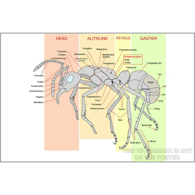 24"x36" Gallery Poster, worker ant anatomy - Walmart.com