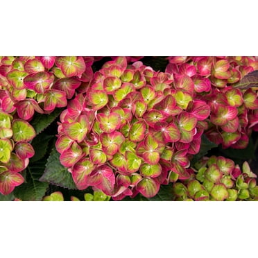 Jumbo Pint Cherry-go-Round Reblooming Hydrangea Live Shrub, Compact ...