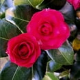 Camellia Plant Live, Camellia Flower Shrub, Well-Rooted in Pot, Cold ...