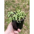 String of Turtles, Peperomia prostrata, Vining Plant, Live in a 4 inch Pot by BubbleBlooms ...