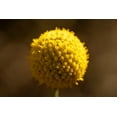 Plant Good Seed Craspedia Flower Seed Yellow Perennial Drumstick Flower ...