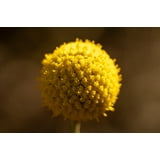 Plant Good Seed Craspedia Flower Seed Yellow Perennial Drumstick Flower ...