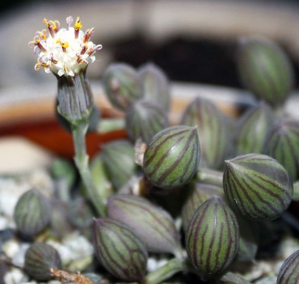 String of raindrops - leanwest