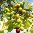 Bronze Grape Vines Live Plants for Planting, 5-10" Grape Tree for ...
