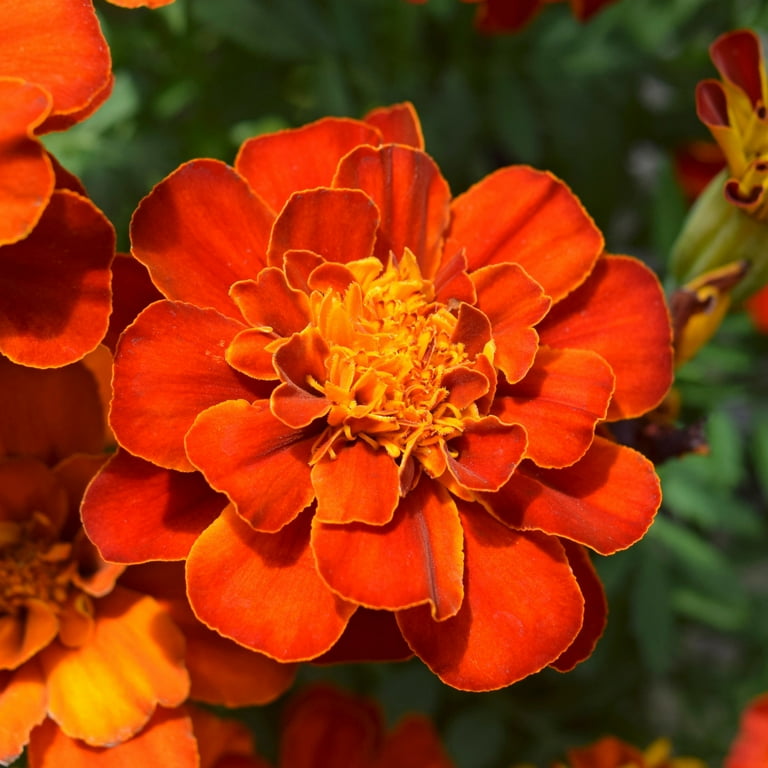Red Marigolds