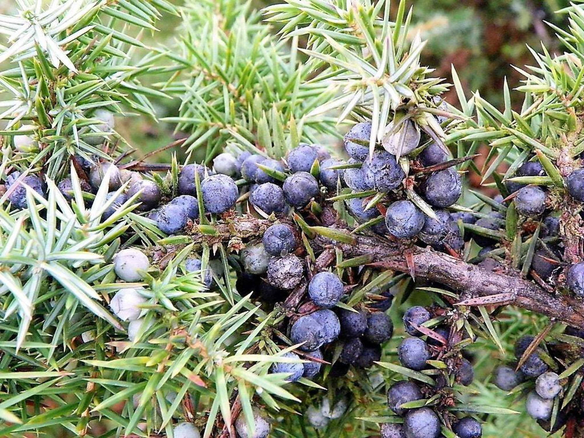 Juniper Berries Tree