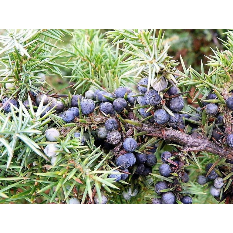 Juniperus Communis Blue