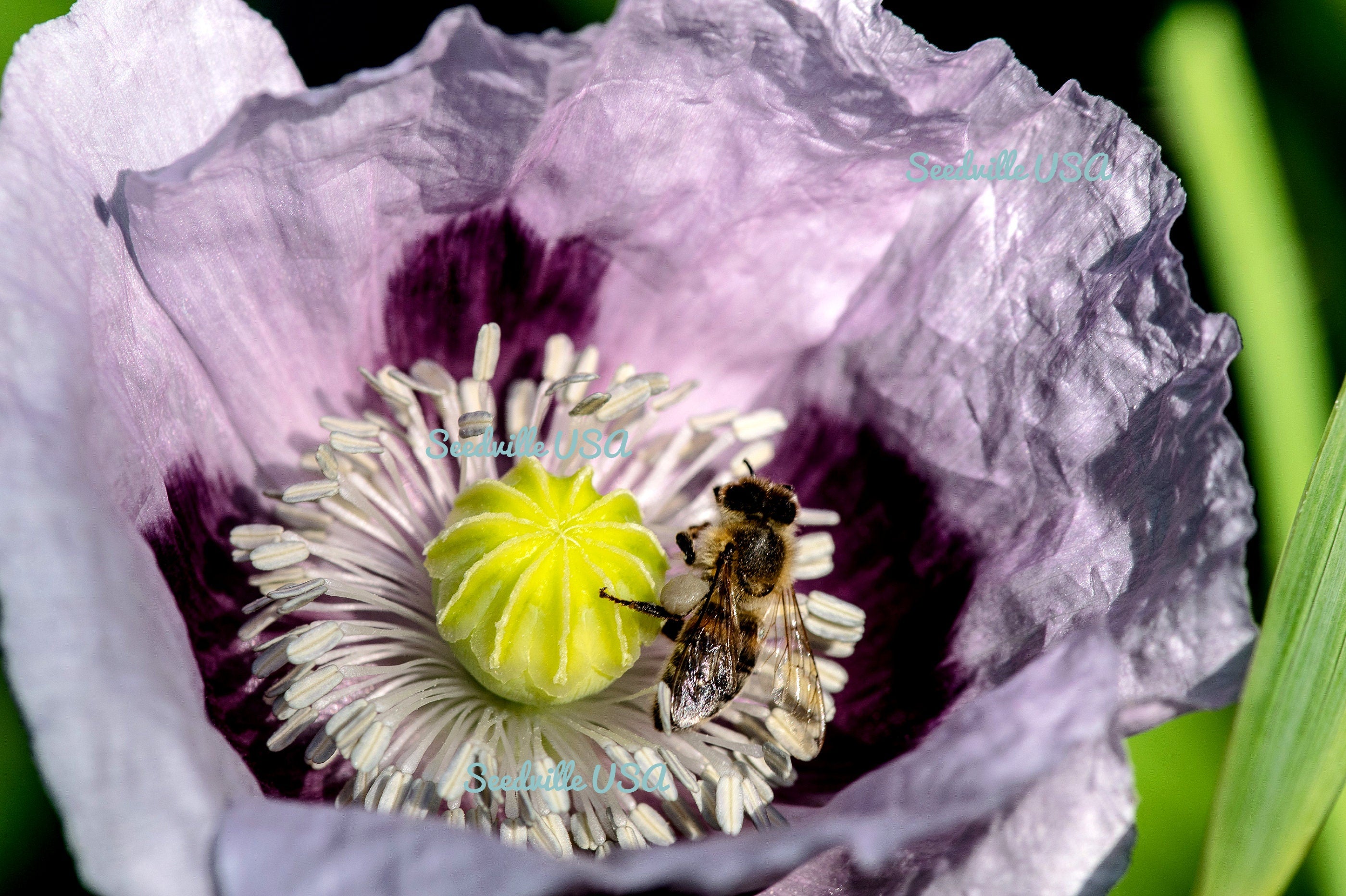 500 IZMIR POPPY Turkish Papaver Somniferum Setigerum White & Purple ...