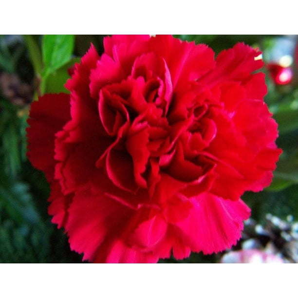 50 SCARLET RED CARNATION Dianthus Caryophyllus Grenadin Double Flower ...