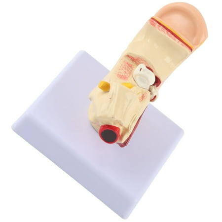 Anatomy Model, PVC Professional Ear Model Anatomy 1.5:1 Magnified For ...