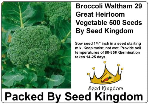 Broccoli Waltham 29 Great Heirloom Vegetable 500 Seeds By Seed Kingdom ...