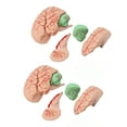 Human Brain Model 8 Parts Detachable Anatomical Brain Model for Science ...