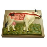 Eisco Labs Cow Digestive System Model - Walmart.com