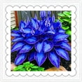 Blue Hostas for Planting (Non-Artificial), Easy Grow, Fast Growing ...