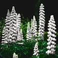 TomorrowSeeds - Noble Maiden White Russell Lupine Seeds - 1800+ Count ...