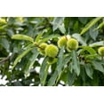 CZ Grain Authentic 6 Fresh Chestnut Tree Seeds for High Yield Planting ...
