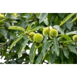 CZ Grain Authentic 6 Fresh Chestnut Tree Seeds for High Yield Planting ...