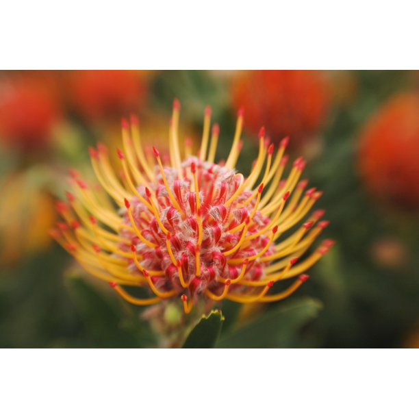 Hawaii, Upcountry Maui, Close-Up Of Orange Pin Cushion Protea. Poster ...