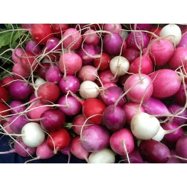 Rambo Purple Sprouting Radish Garden Seeds - 25 Lbs Bulk - Non-GMO ...