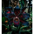 Giant Cymbidium For Planting Ideal for Gardening Deer Resistant ...