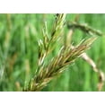 150 SWEET VERNAL GRASS Sweet Grass Vanilla Grass Anthoxanthum Odoratum ...