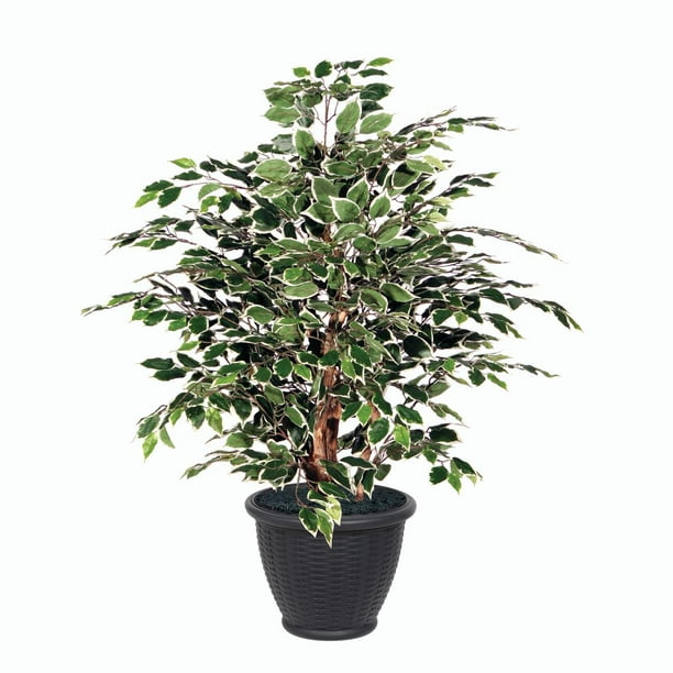 Vickerman 4' Artificial Variegated Ficus Extra Full Bush, Gray Round ...