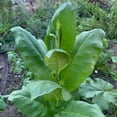 Plant Good Seed Shirazi Tobacco Seed: Fast Growing Green Leaf for ...