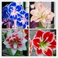 Amaryllis-Bulbs For Planting - Premium Garden Stake, Home Decoration ...