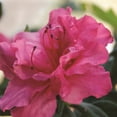 Encore Azalea Autumn Rouge Live Shrubs - Walmart.com