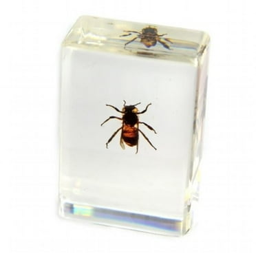 Ed Speldy East TE28 Real Bug Paperweights-Round-Butterfly-Danaus ...