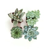 Home Botanicals Blue/Green Collection Succulent (Collection of 4 ...