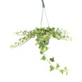 Glacier English Ivy (6" Grower Pot) - Easy to Care Trailing Houseplant ...