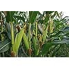 Ambrosia Hybrid Sweet Corn, 50 Seeds Per Packet, Non GMO Seeds ...