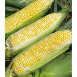 Earthcare Seeds - Sweet Corn Peaches and Cream 100 Seeds - Bi-Colored ...
