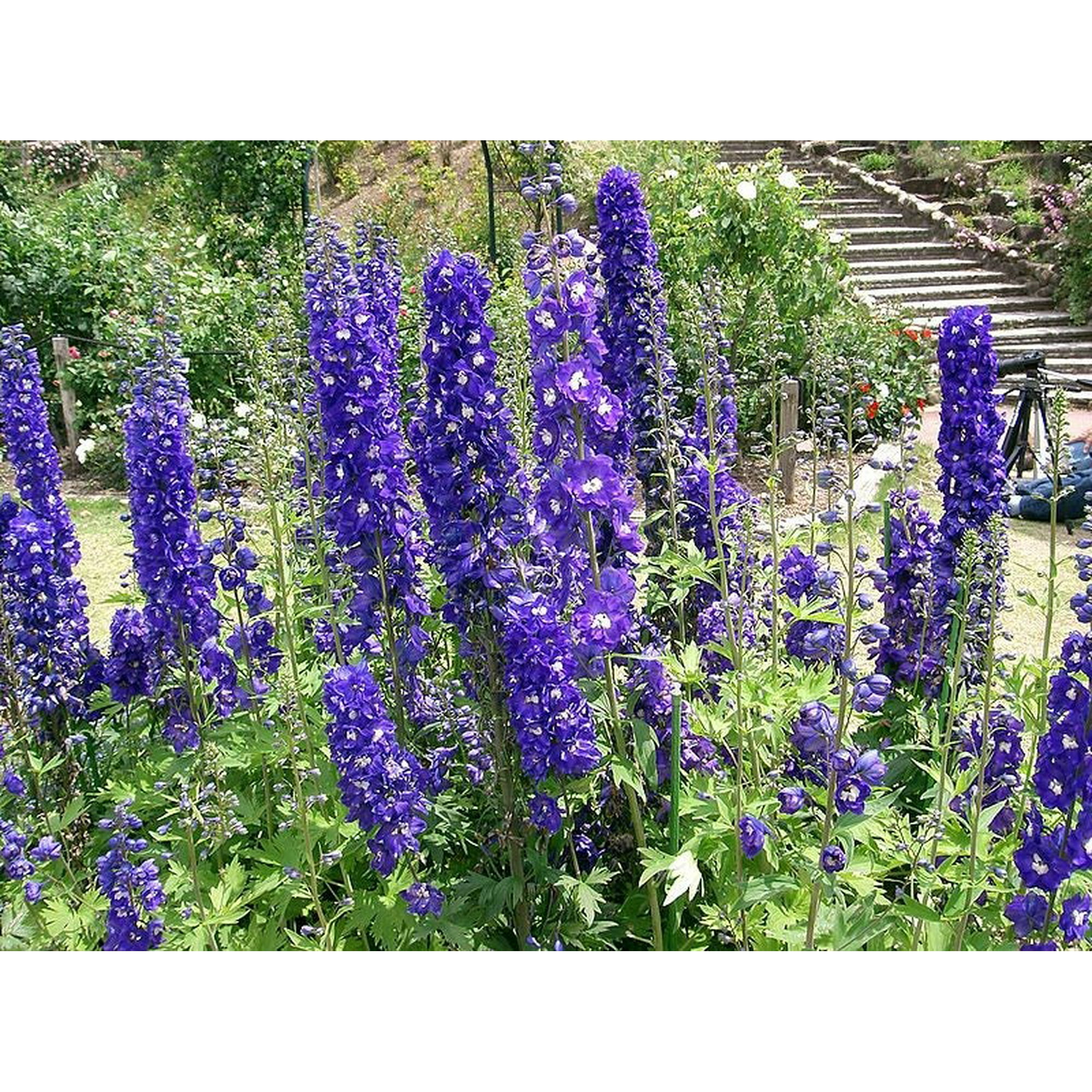 Click here for Seedville Usa 500 Purple Rocket Larkspur Delphiniu... prices