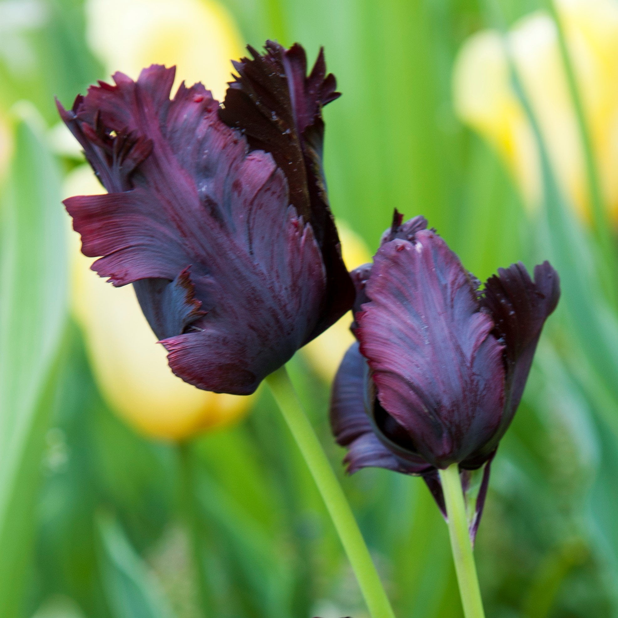 Dark Tulip Flower