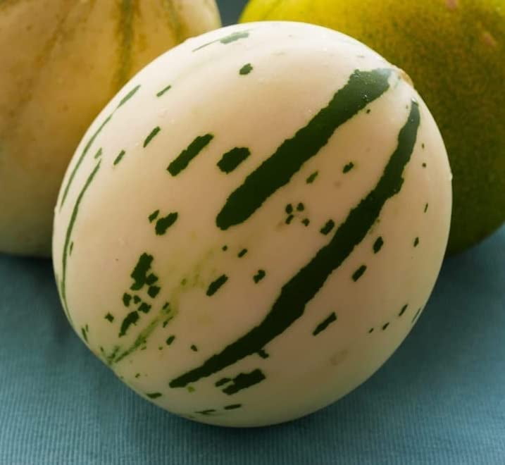 10 Snow Leopard Melon Seeds | Very Rare - Ships from Iowa, USA ...
