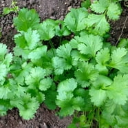 Slow Bolt Cilantro Herb Seeds: 1 Lb - Non-GMO Micro Greens & Herbal ...