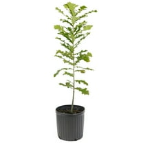 3 gal Swamp Chestnut Live Oak Tree with Full Sunlight - Walmart.com