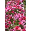 Seedville USA, Double Deuces Godetia Flower Seeds, Mixed Colors, 500 ...