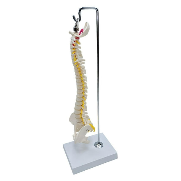 Destyer 1/2/3 Spine Model Vertebral Column Anatomical for Kids Learning ...