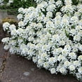 Eden Brothers Candytuft Seeds - Empress - Walmart.com