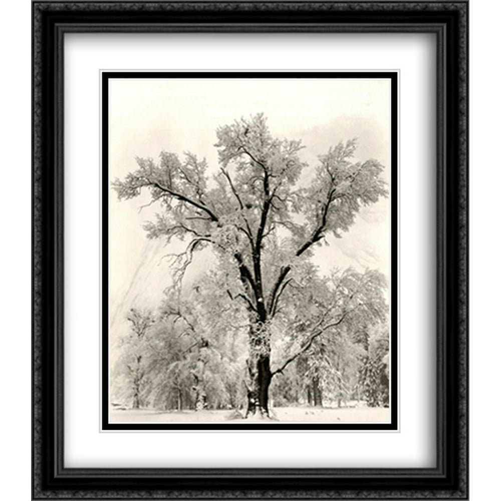 Oak Tree 2x Matted 28x40 Large Black Ornate Framed Art Print by Ansel ...