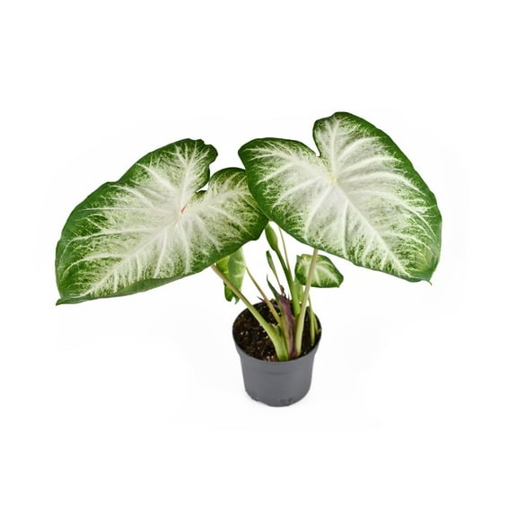 Fancy Green and White Caladium Bulbs for Planting - Easy to Grow ...
