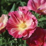 Burpee Watermelon Heaven California Poppy Flower Seed, 1-Pack - Walmart.com
