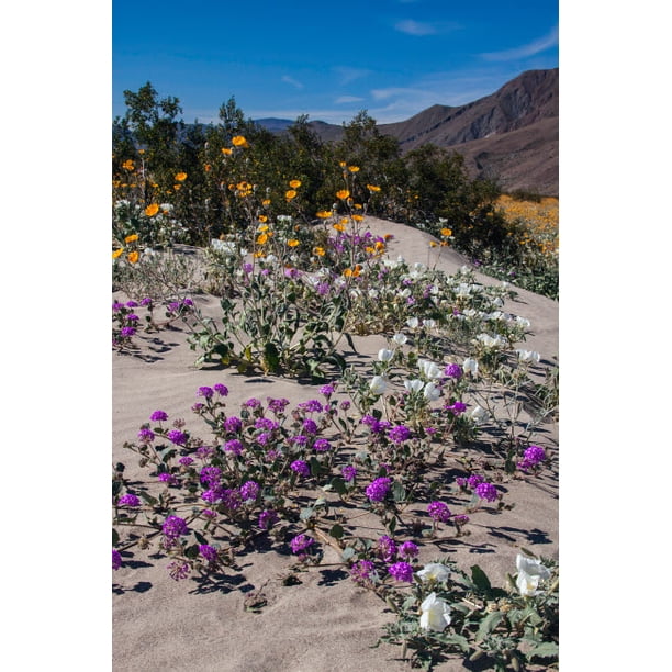 Wildflowers, Anza Borrego Desert State Park, California Poster Print by ...