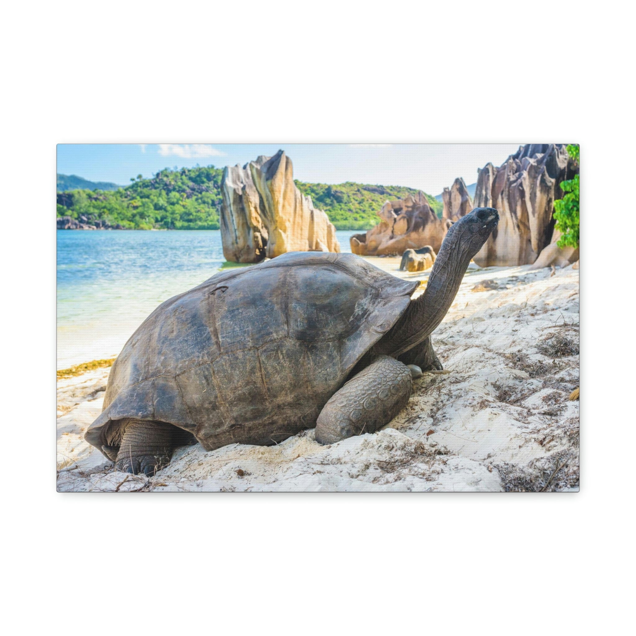 Majestic Tortoise Art Majestic Tortoise Print Animal Wall Art Wildlife Canvas Prints Wall Art ...