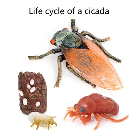 1 Set Cicada Life Cycle Toy Home Plastic Bugs School Vivid Creative ...