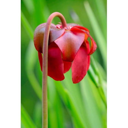Red flower of the Pitcher plant (sarracenia rubra), a carnivorous plant ...